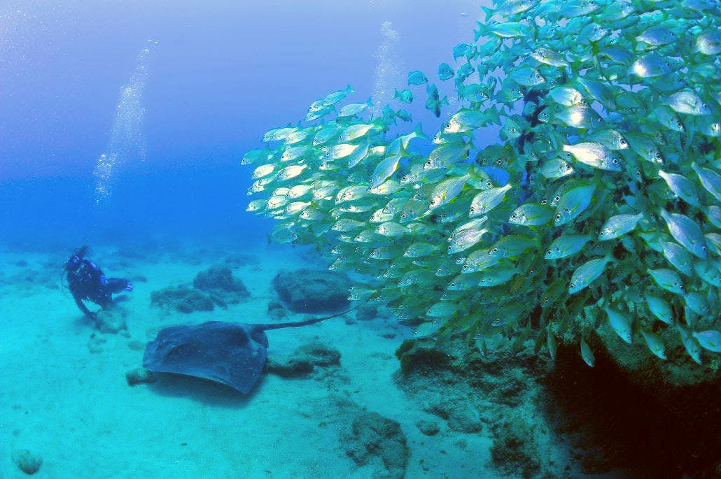 Scuba Diving in the Canary Islands: the 5 best spots