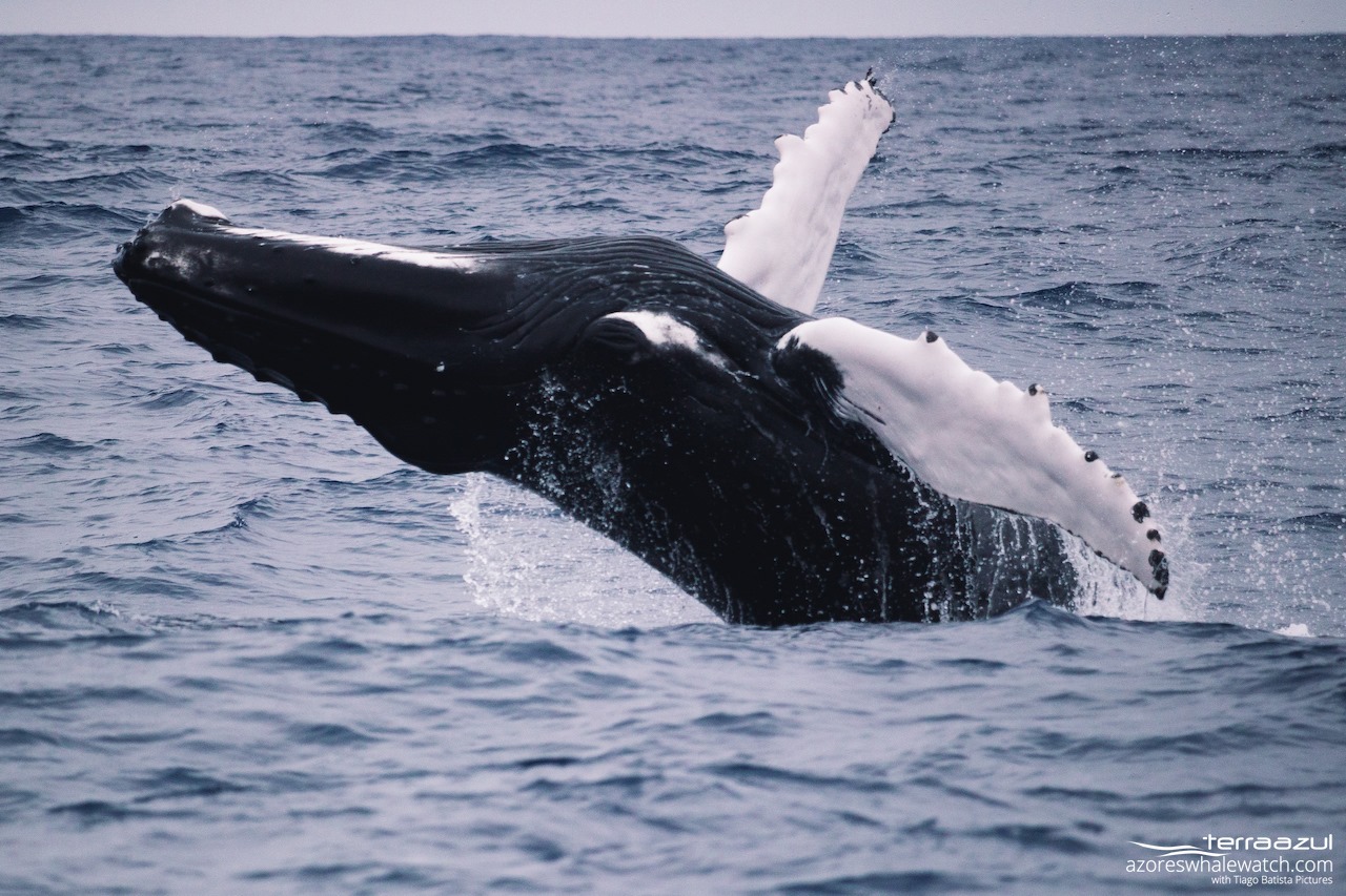 Whale & Dolphin Watching in Azores: all you need to know