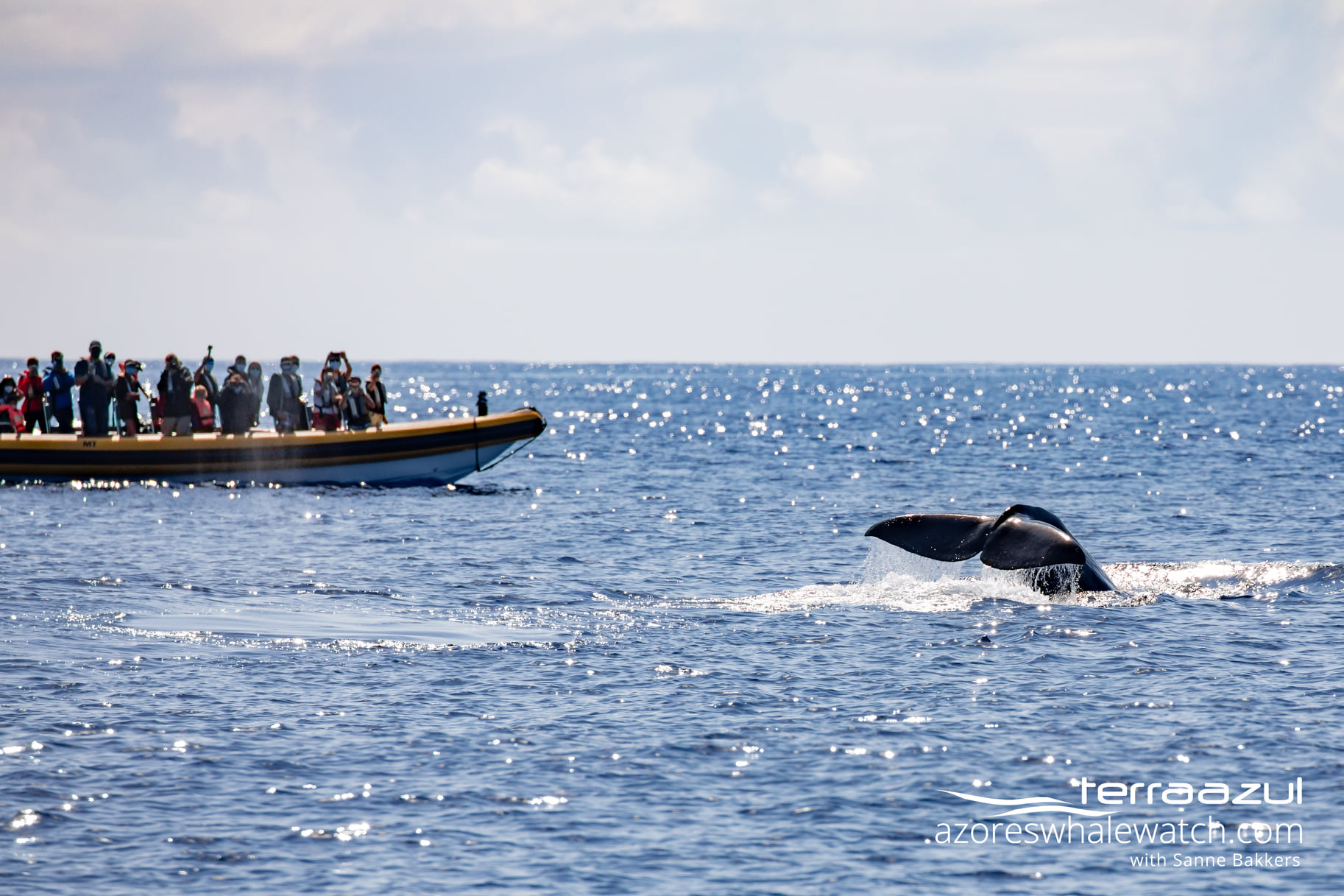 Whale & Dolphin Watching in Azores: all you need to know
